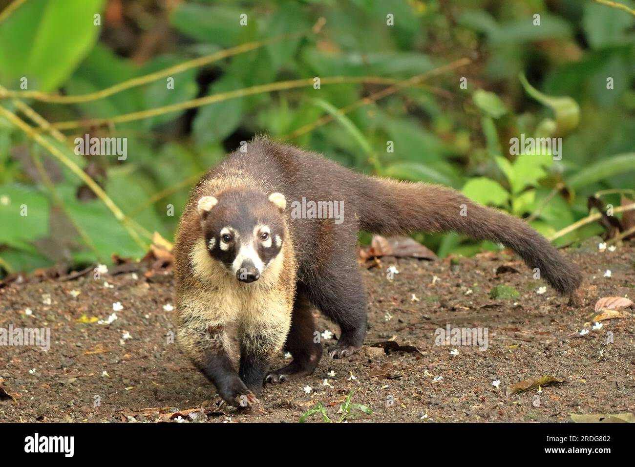 Animal from rainforest of Costa Rica. the White-nosed Coati, Nasua ...