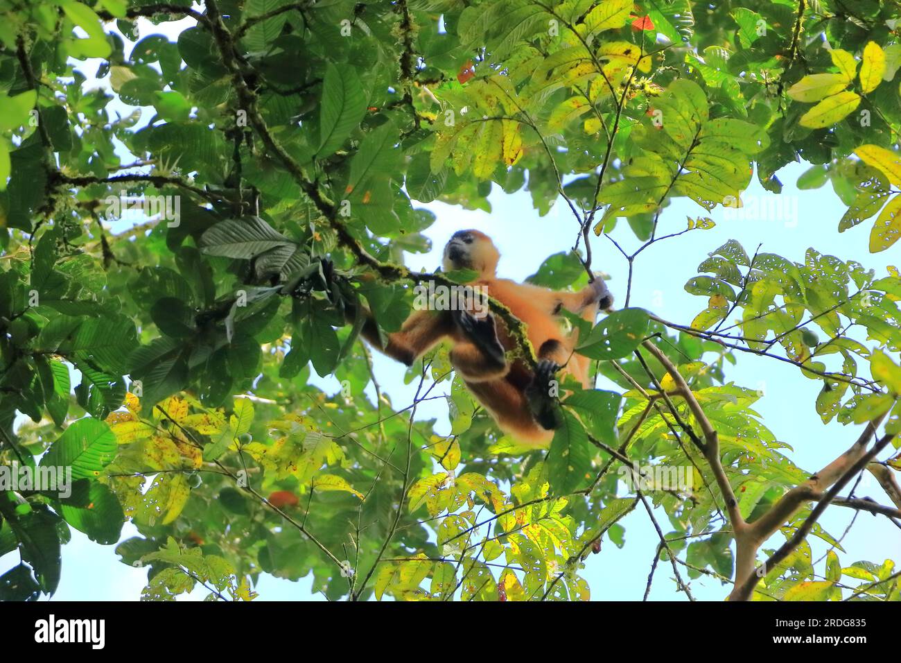 Jumping spider monkey hi-res stock photography and images - Alamy