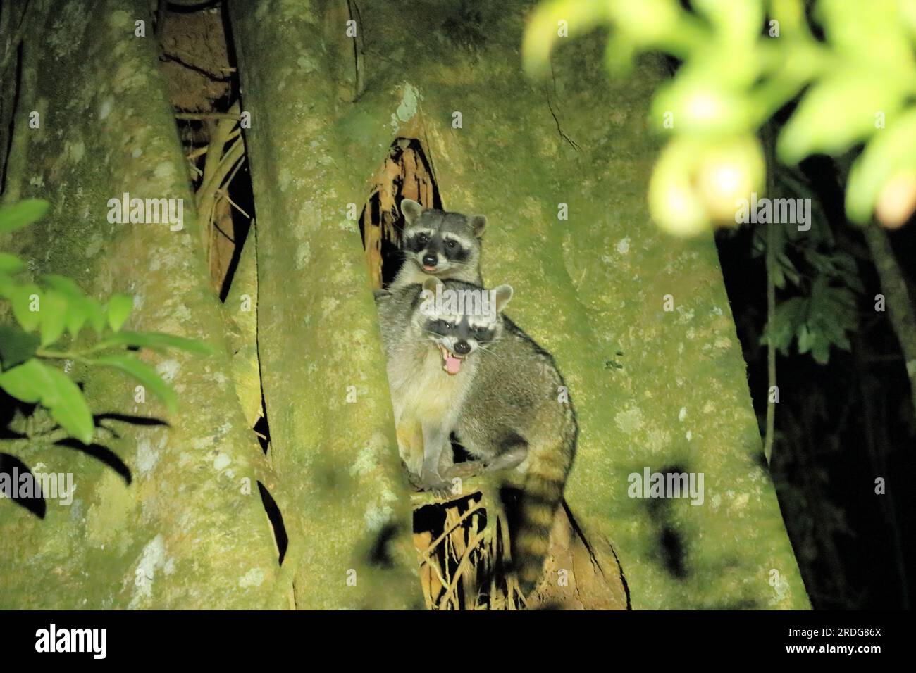 raccoons resting in a tree, Costa Rica Stock Photo - Alamy