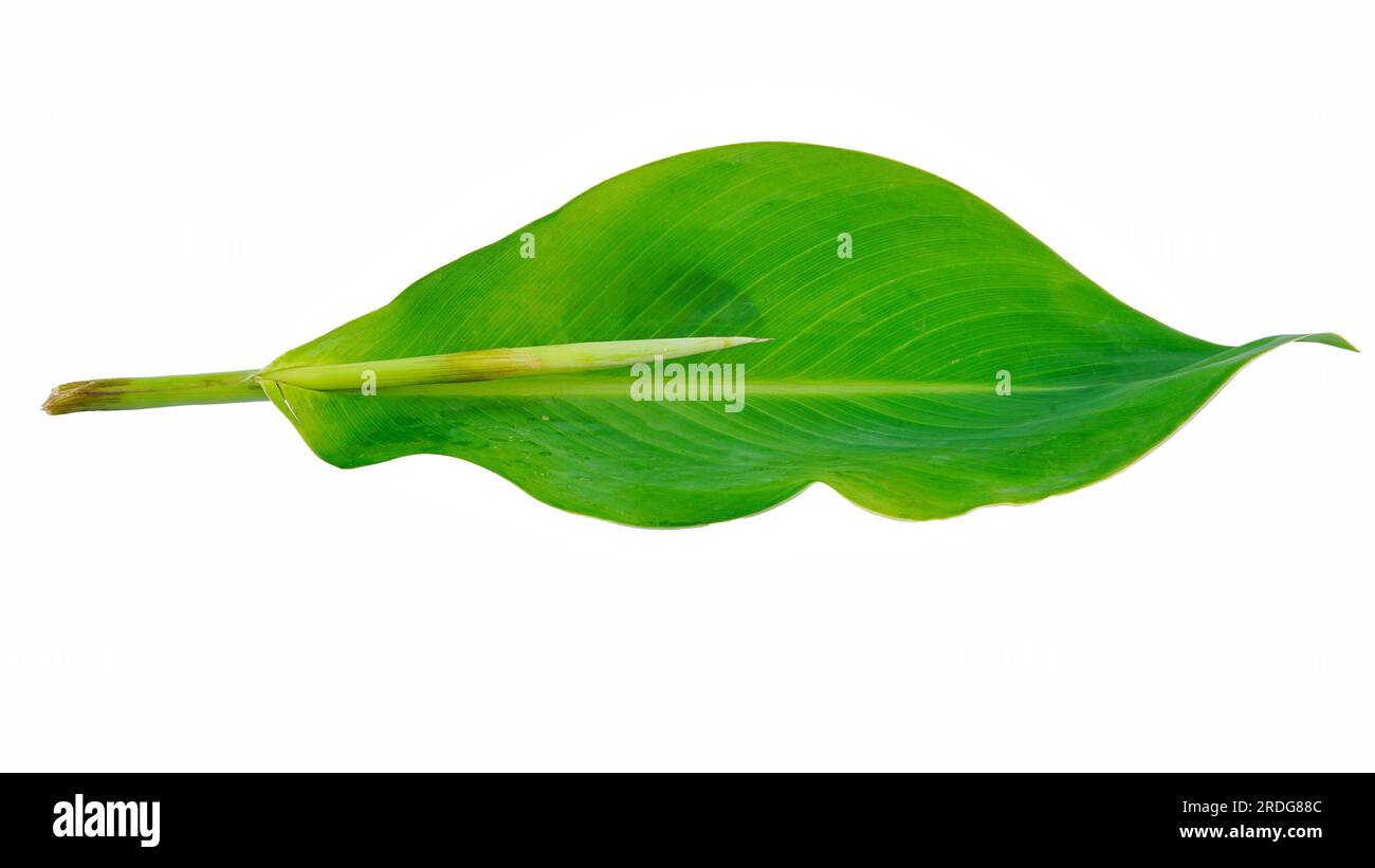 Canna indica leaf, (Indian shot,Butsarana), Exotic tropical leaf ...