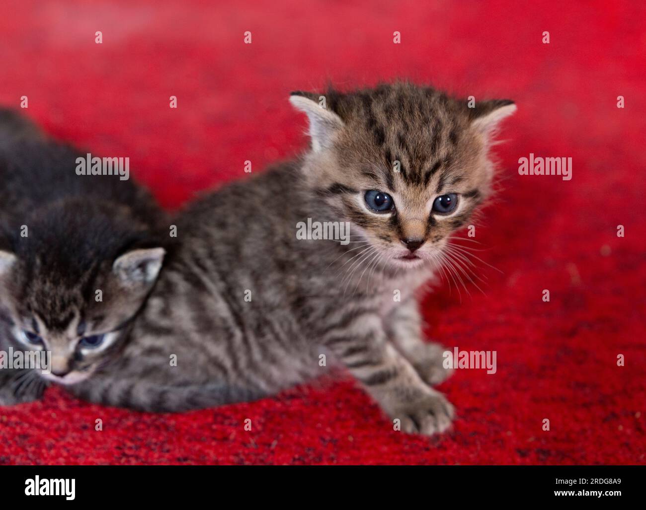 Group little playing kittens hi-res stock photography and images - Alamy