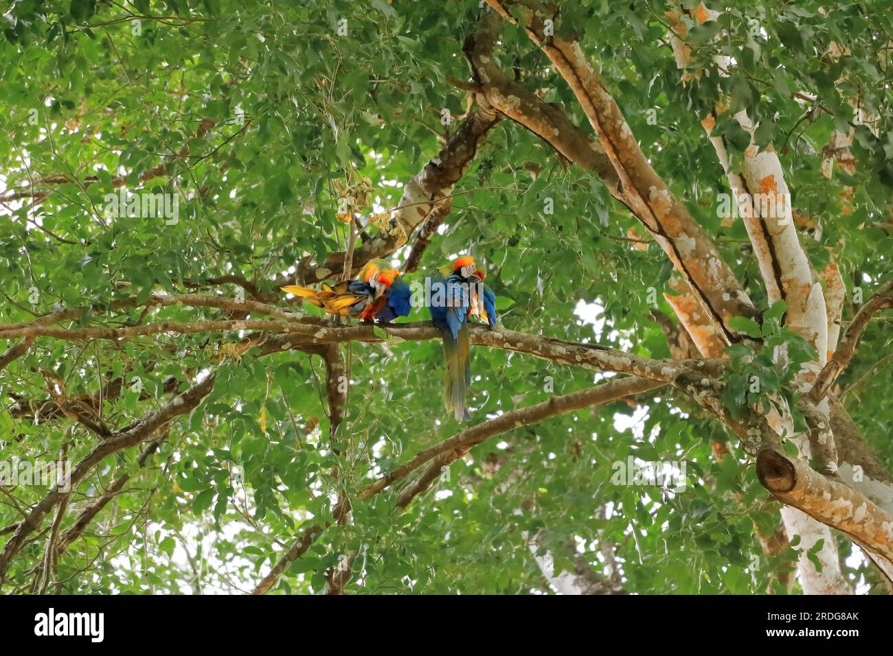 wild scarlet macaws on tree in costa rica Stock Photo - Alamy