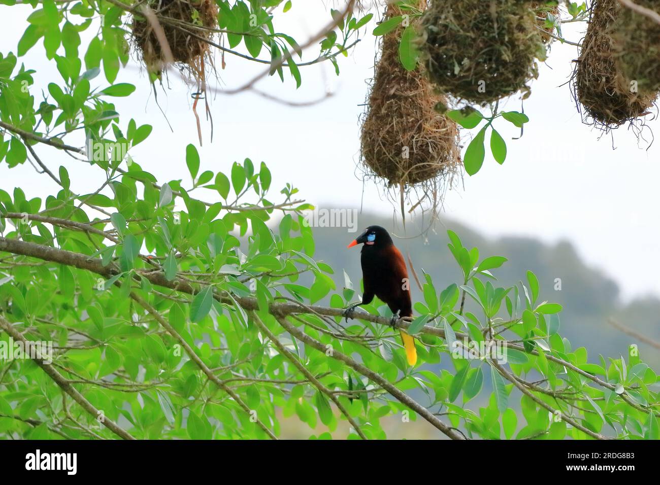 Black oropendola in the rainforest hi-res stock photography and images ...
