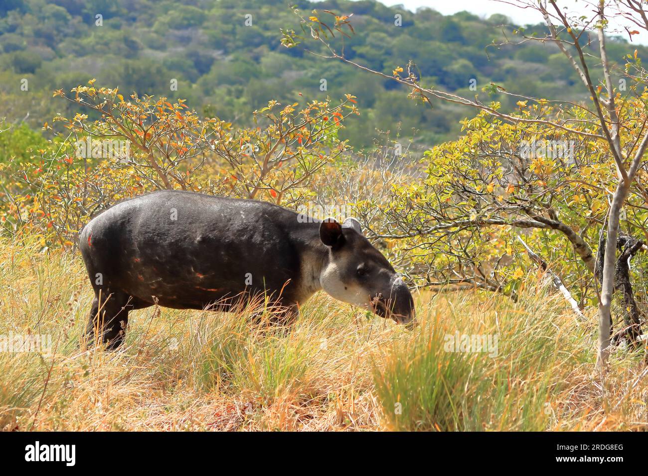 a baird's tapir in rincon de la vieja national park in costa rica in ...