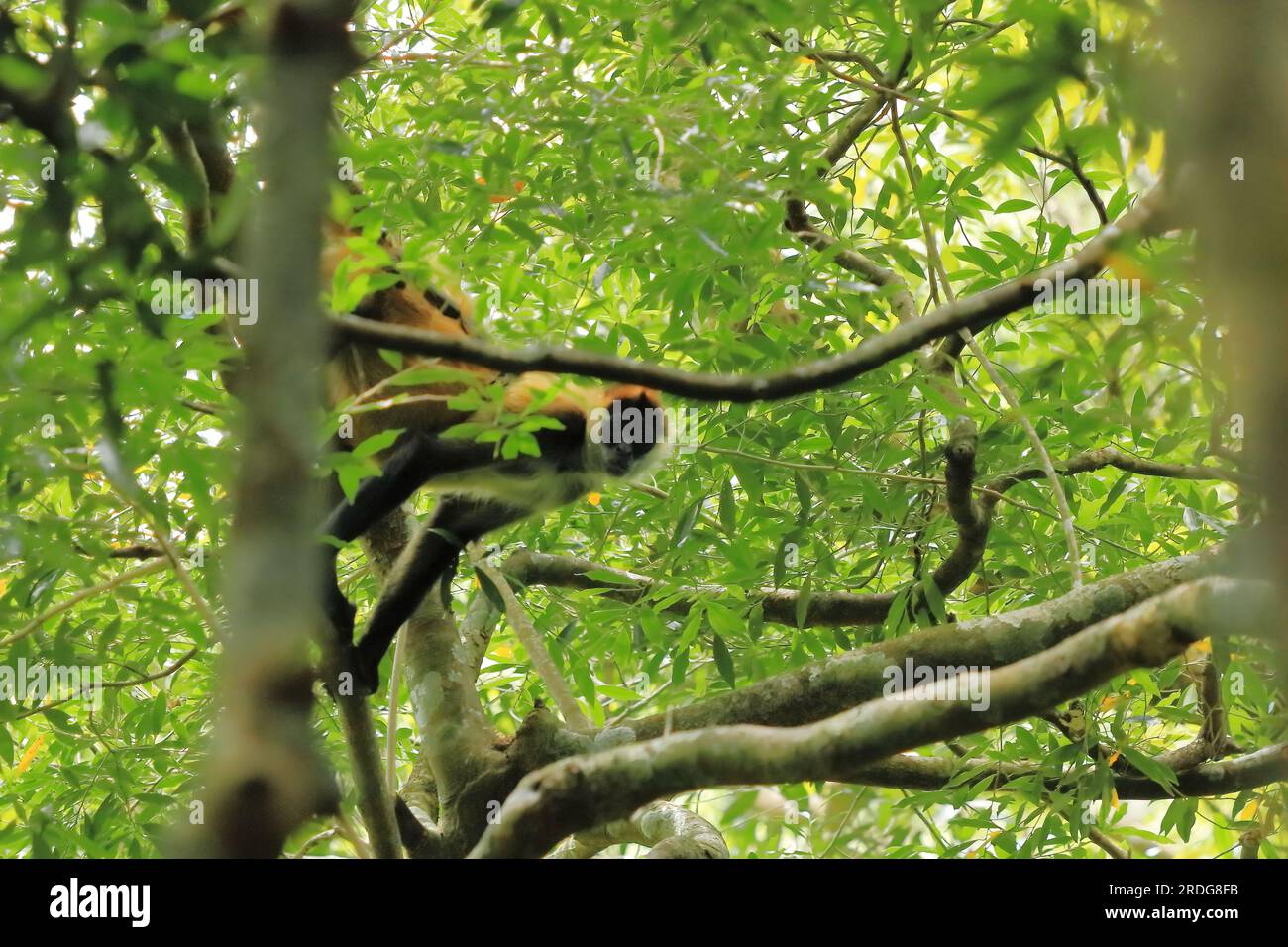 Spider monkey jumping on branches, Costa Rica Stock Photo - Alamy