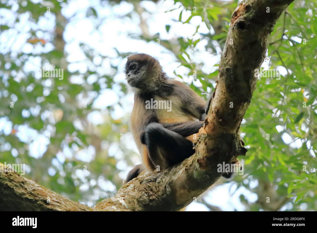 Tree jumping costa rica hi-res stock photography and images - Alamy