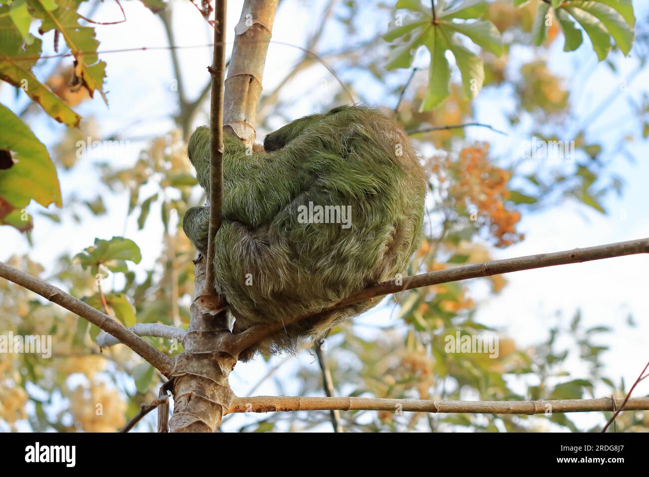 Cute sloth hanging on tree branch with funny face look, portrait of ...
