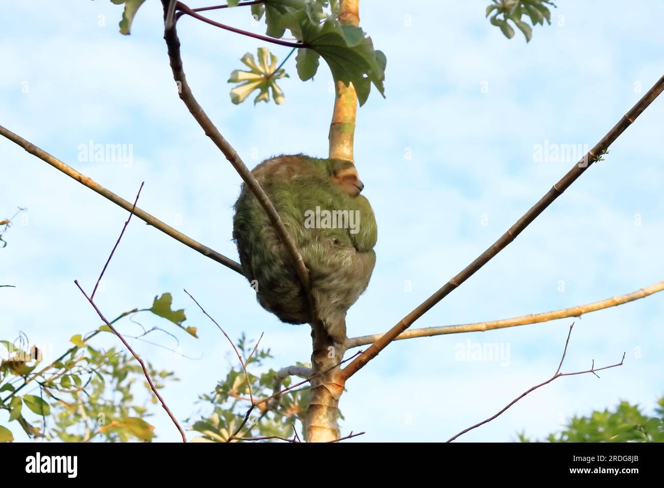 Cute sloth hanging on tree branch with funny face look, portrait of ...
