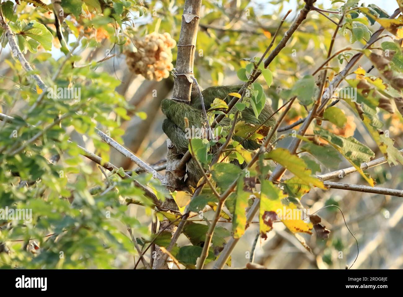 Cute sloth hanging on tree branch with funny face look, portrait of ...