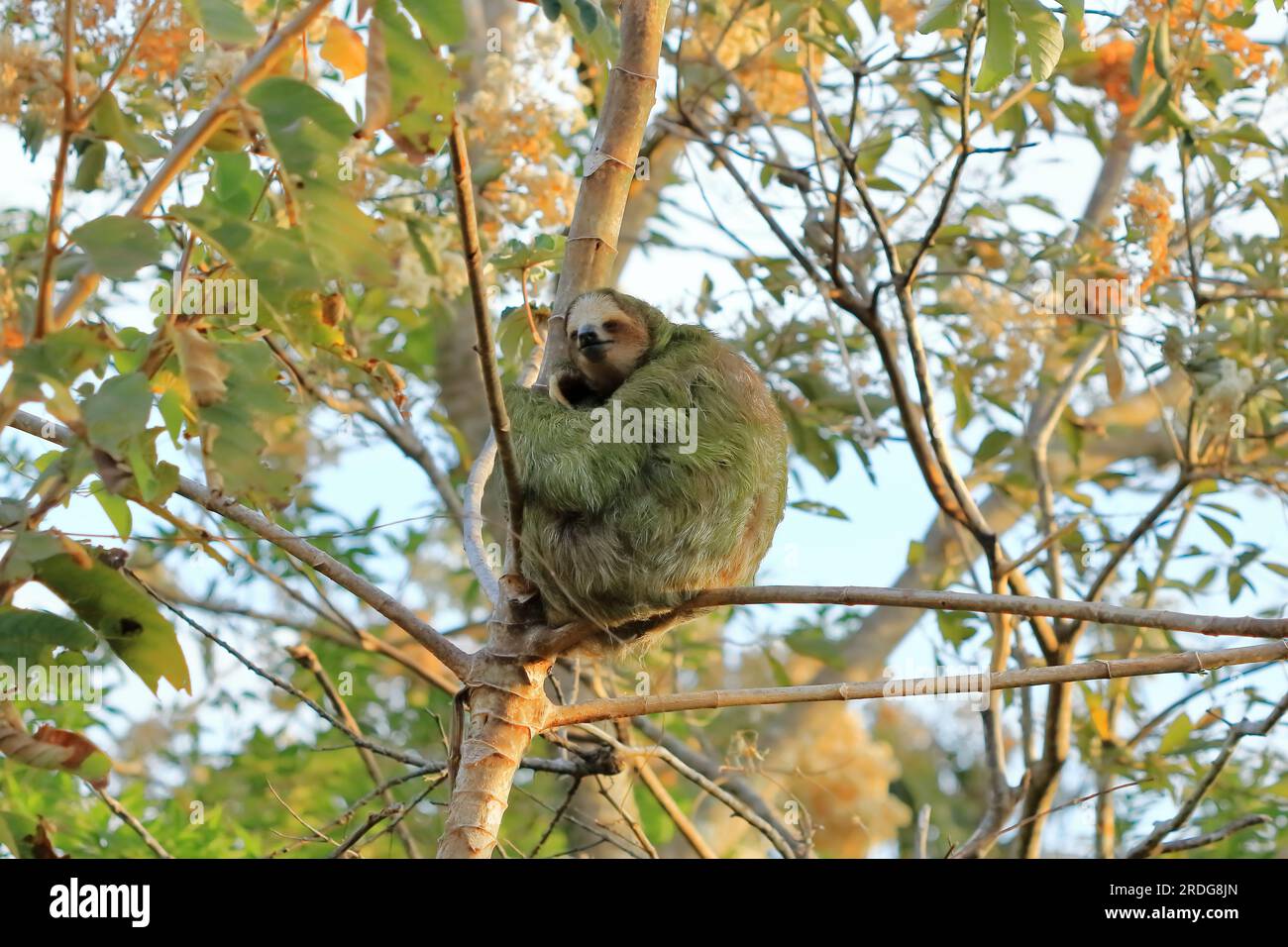 Cute sloth hanging on tree branch with funny face look, portrait of ...