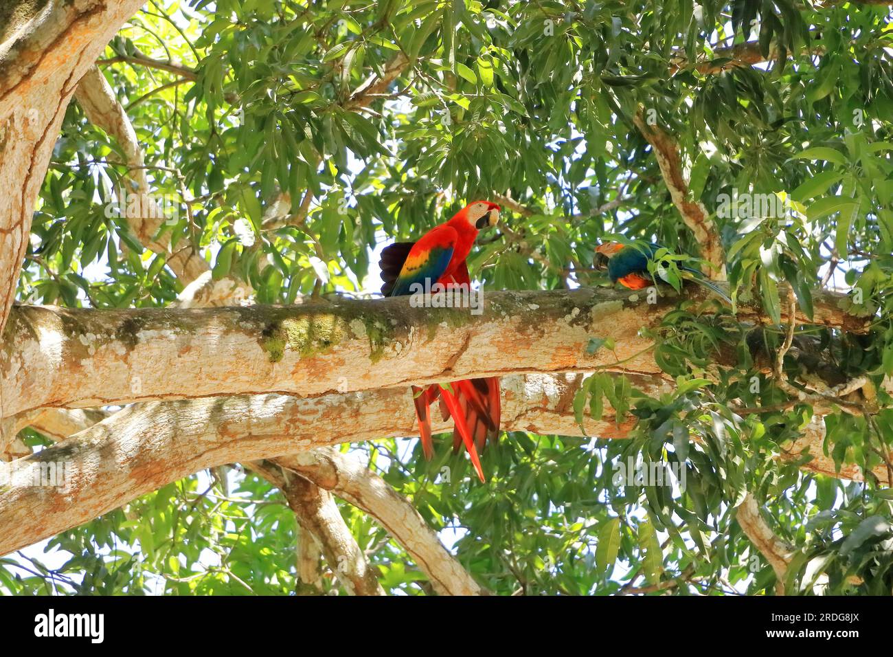 wild scarlet macaws on tree in costa rica Stock Photo - Alamy