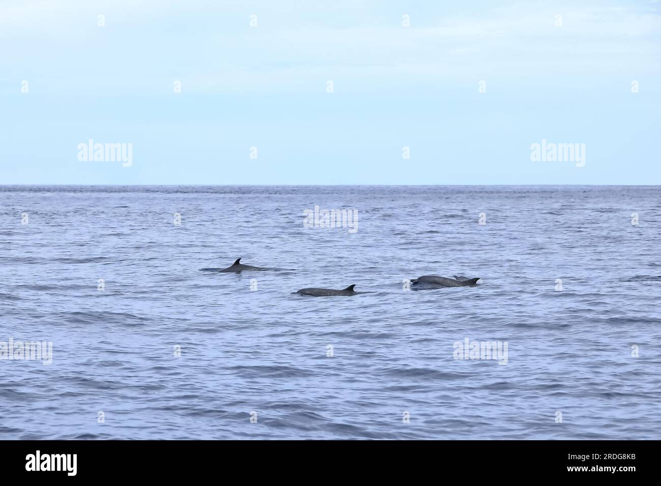 dolphins in the pacific ocean , Costa Rica Stock Photo - Alamy