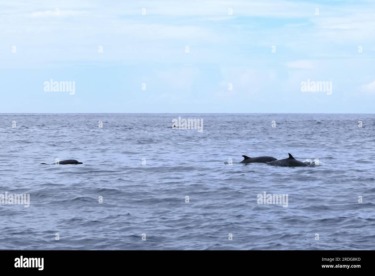 dolphins in the pacific ocean , Costa Rica Stock Photo - Alamy