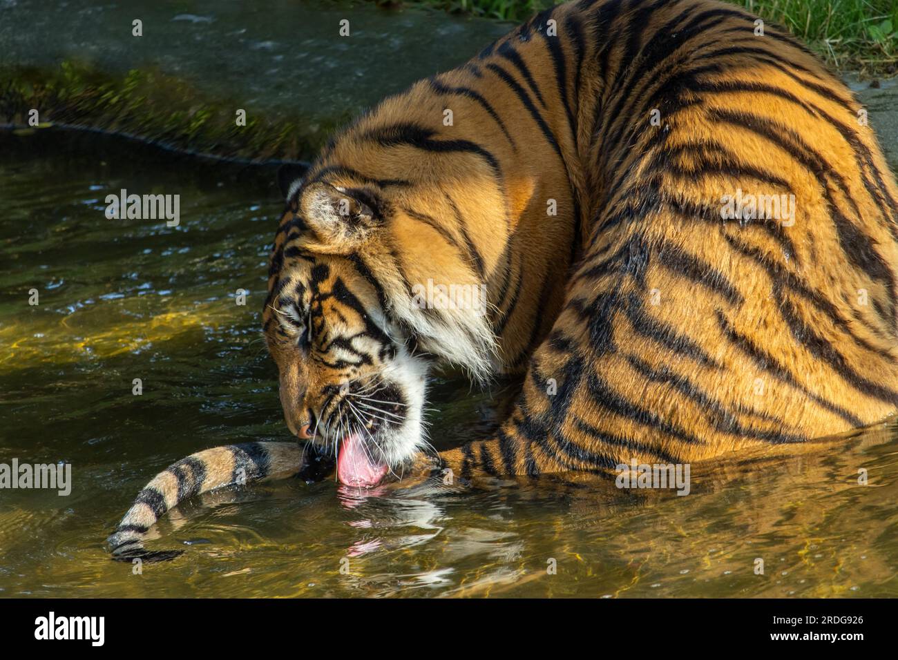 The Malayan Tiger (Panthera tigris jacksoni) in water Stock Photo - Alamy