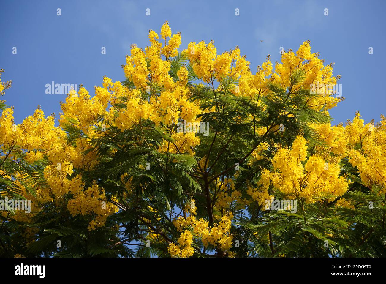 Blossom of beautiful Peltophorum dubium tree with a yellow crown on a ...
