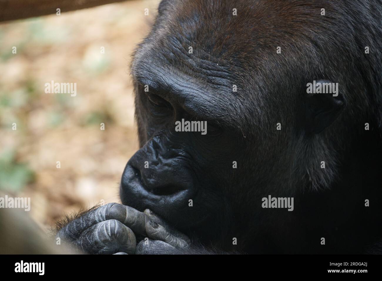Western lowland gorilla eating hi-res stock photography and images - Alamy