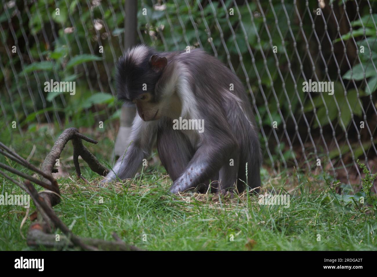 Captive mangabey hi-res stock photography and images - Alamy