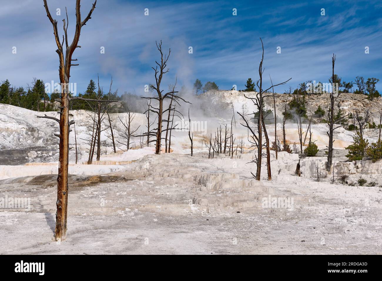 Angel Terrace, Mammoth Hot Springs, Yellowstone National Park, Wyoming ...