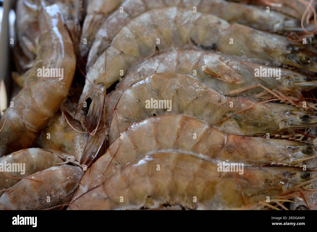 Pile of raw frozen shrimps, a crustacean (a form of shellfish) with an ...