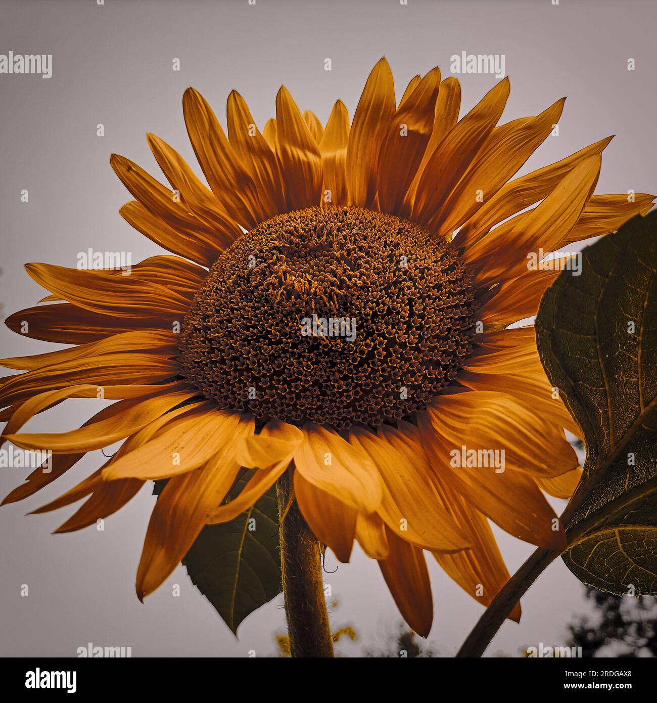Field vision hi-res stock photography and images - Alamy