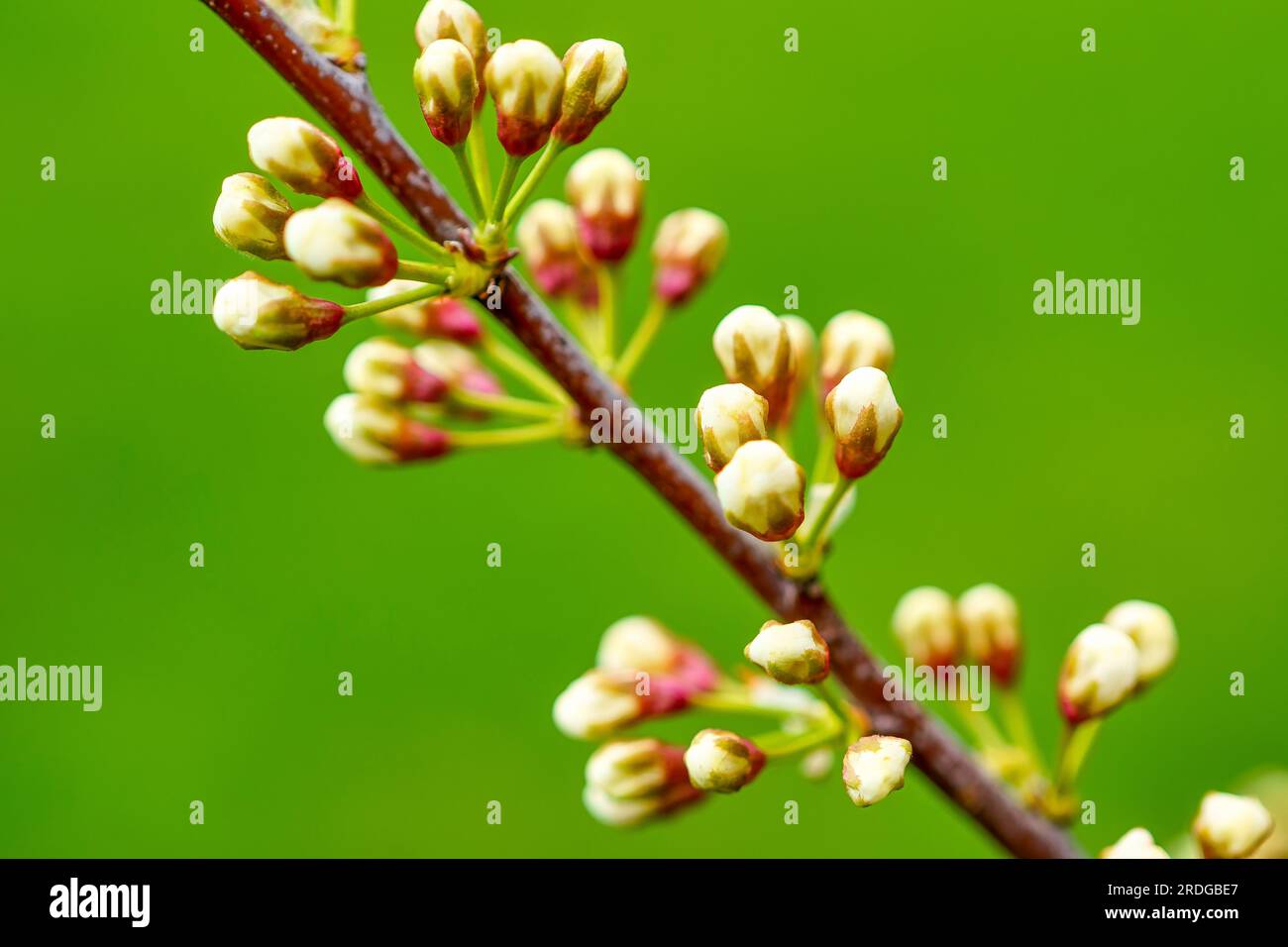 Bunch of flower buds in a small tree branch. Springtime scene Stock ...