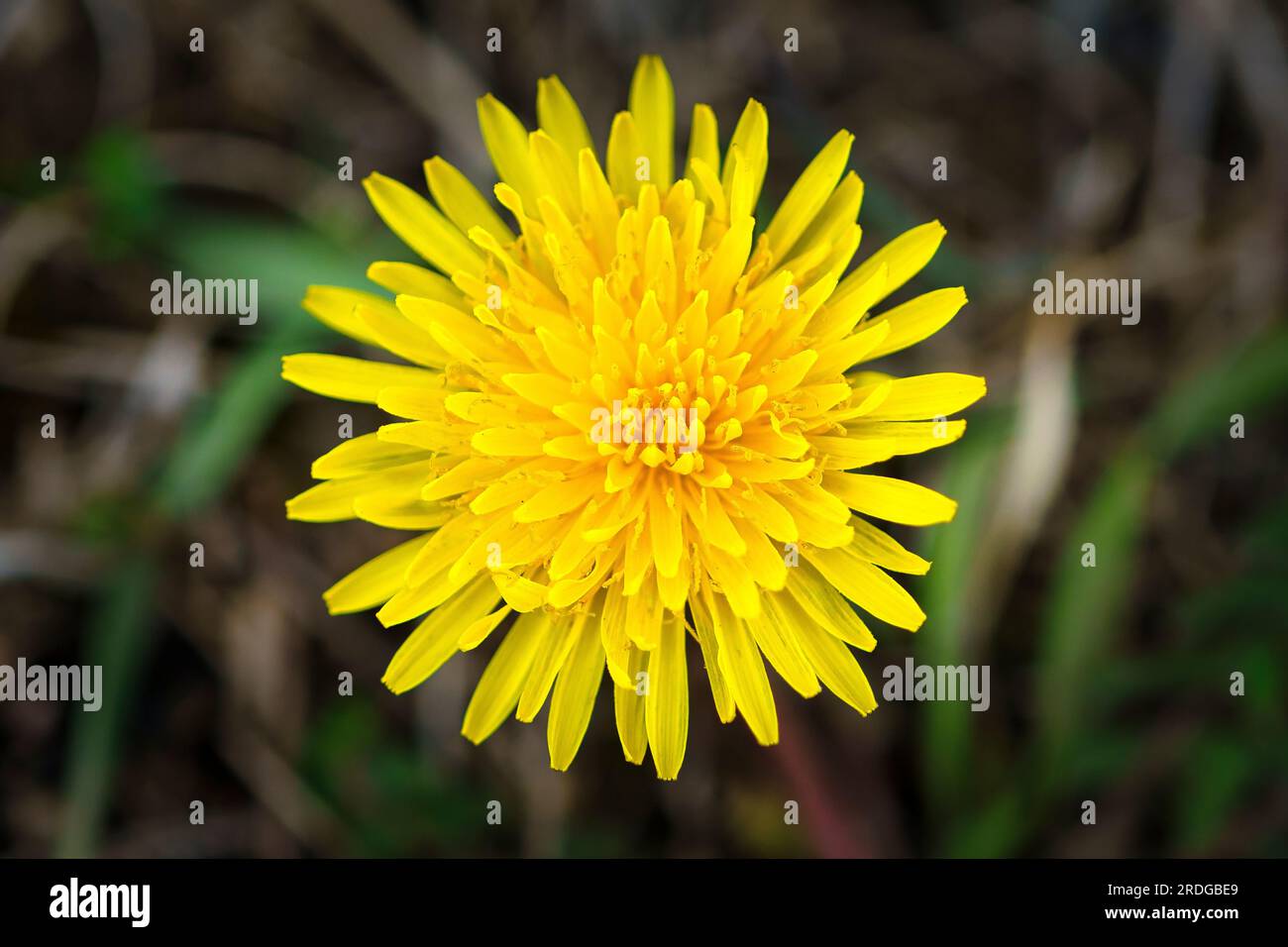Dandelion sprout hi-res stock photography and images - Alamy