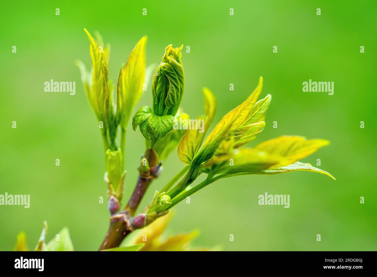 Sprout with leaf hi-res stock photography and images - Alamy