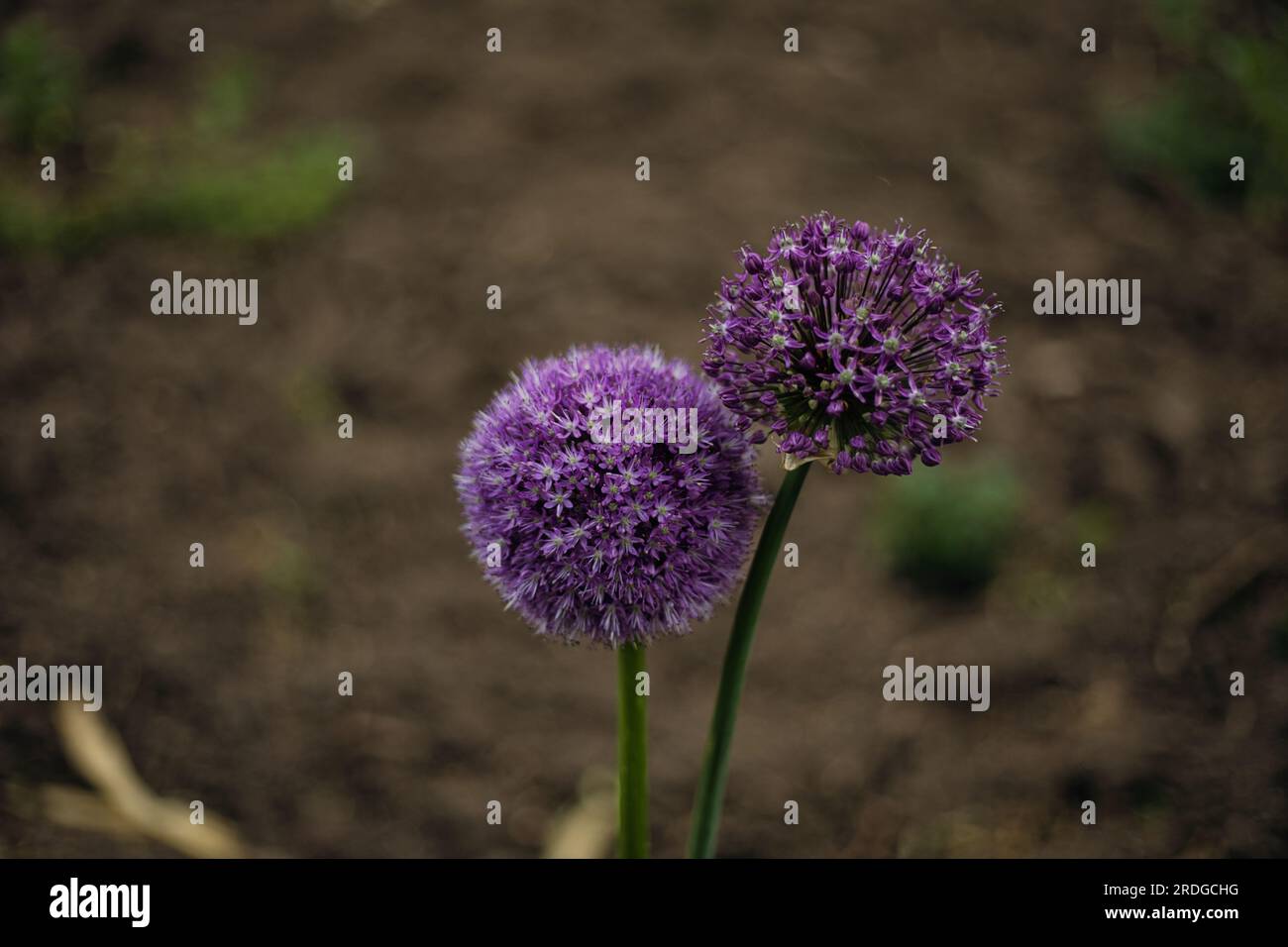 beautiful round purple flowers in close up closeup Stock Photo - Alamy