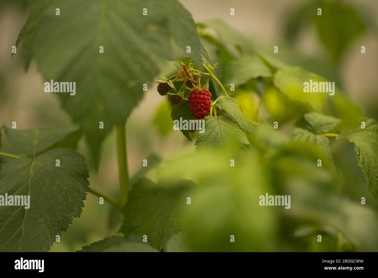 one red raspberry among green branches Stock Photo - Alamy