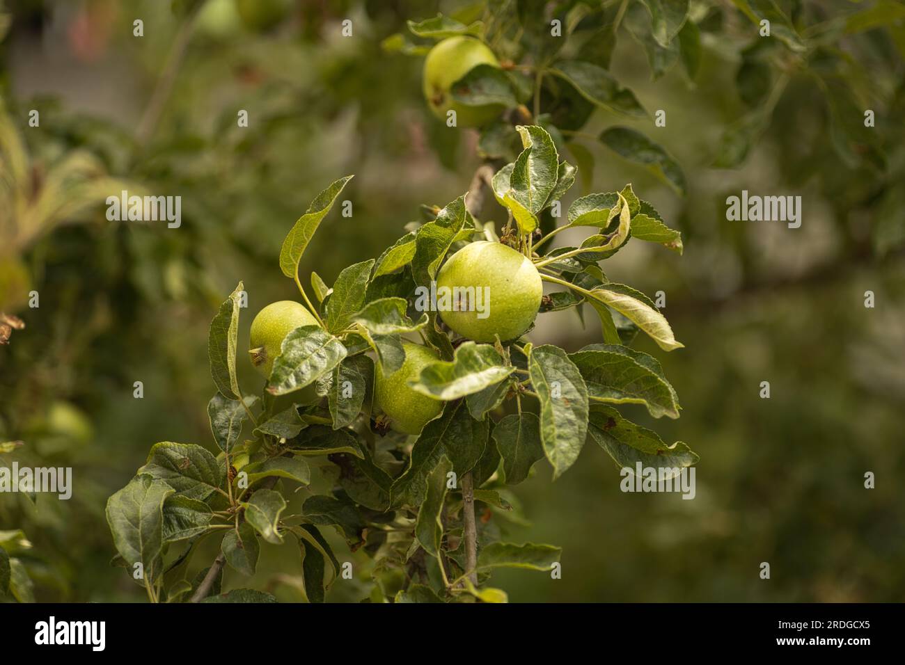 big green apples on apple tree branches Stock Photo - Alamy