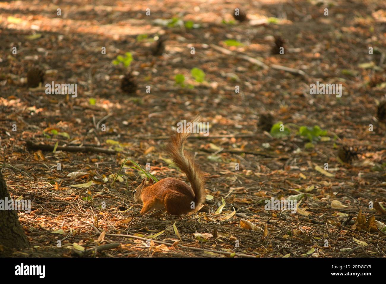 red squirrel in the summer in the forest environment cones walk Stock ...
