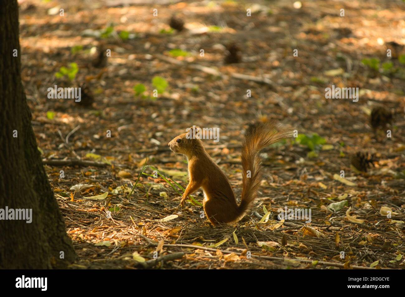 red squirrel in the summer in the forest environment cones walk Stock ...