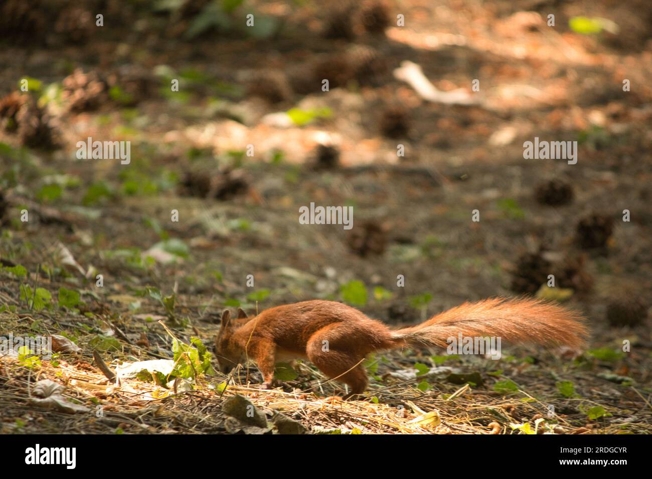 red squirrel in the summer in the forest environment cones walk Stock ...