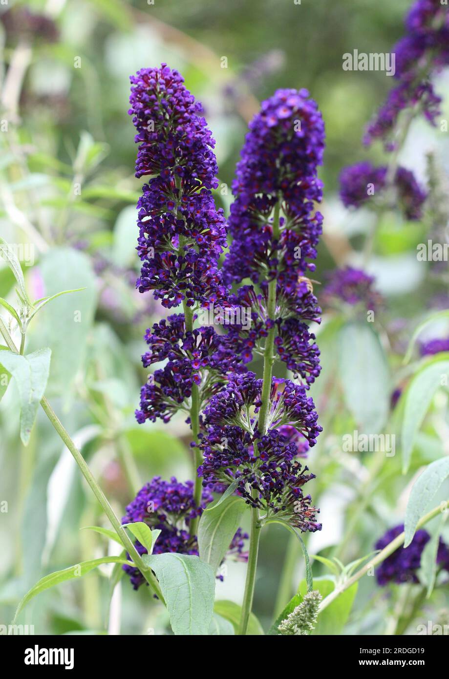 Buddleja davidii 'Black Knight' flowers in July Stock Photo - Alamy