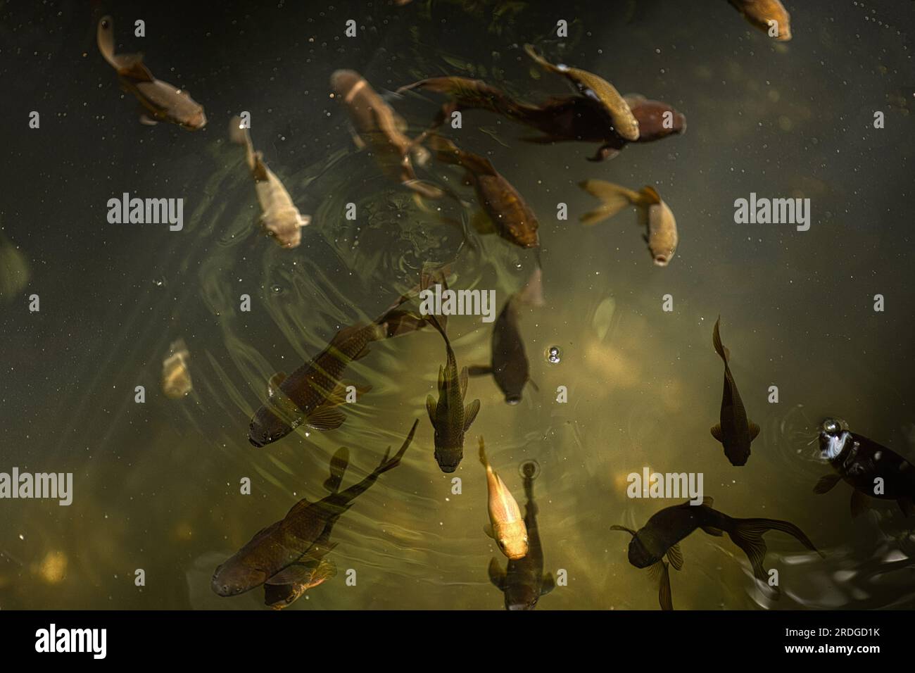 fish in the pond, colorful little fish in the water Stock Photo - Alamy