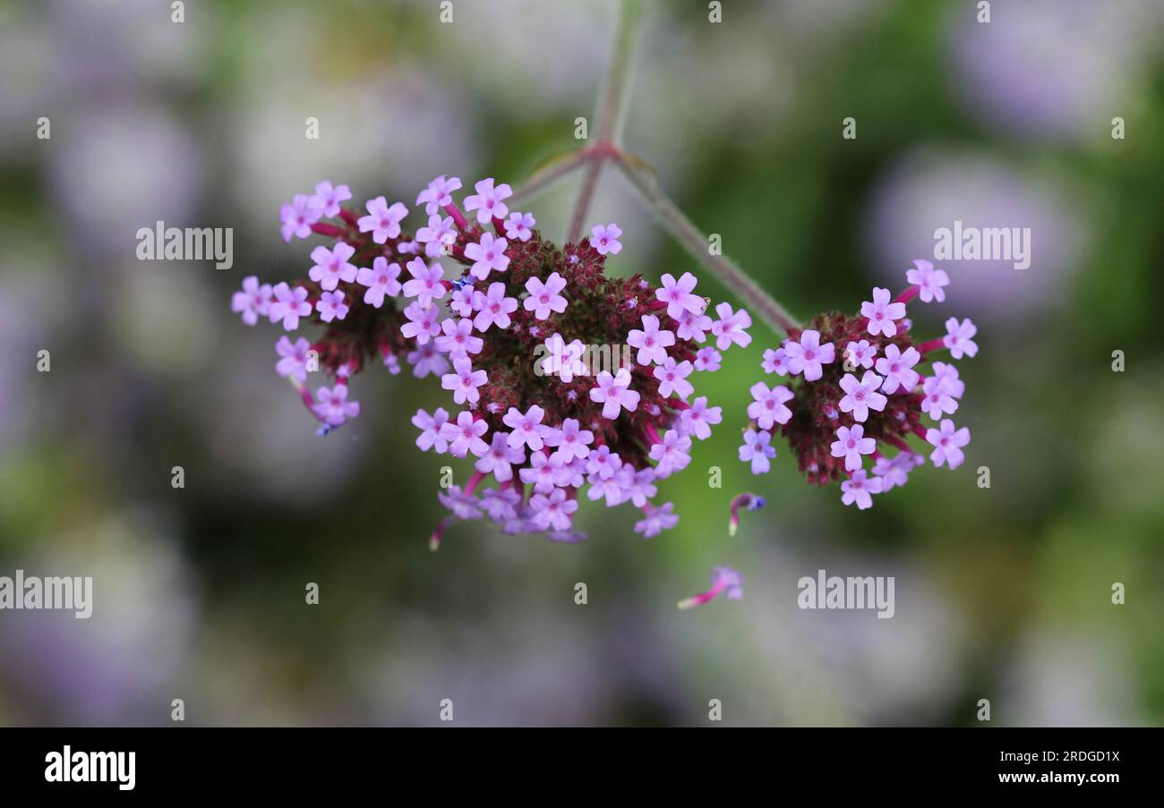A close up of the flowers of Verbena bonariensis Stock Photo - Alamy