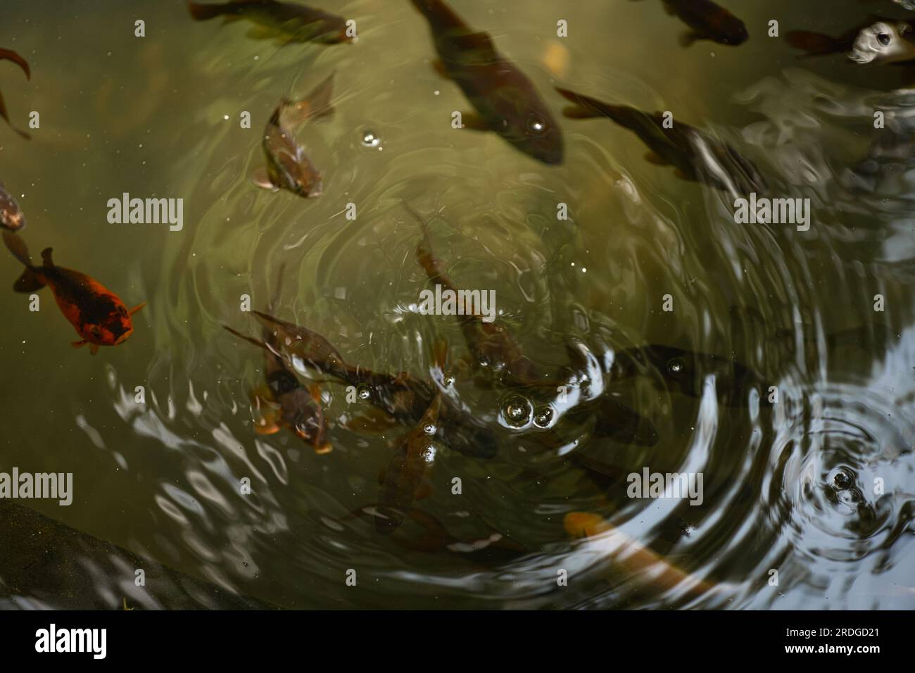 fish in the pond, colorful little fish in the water Stock Photo - Alamy