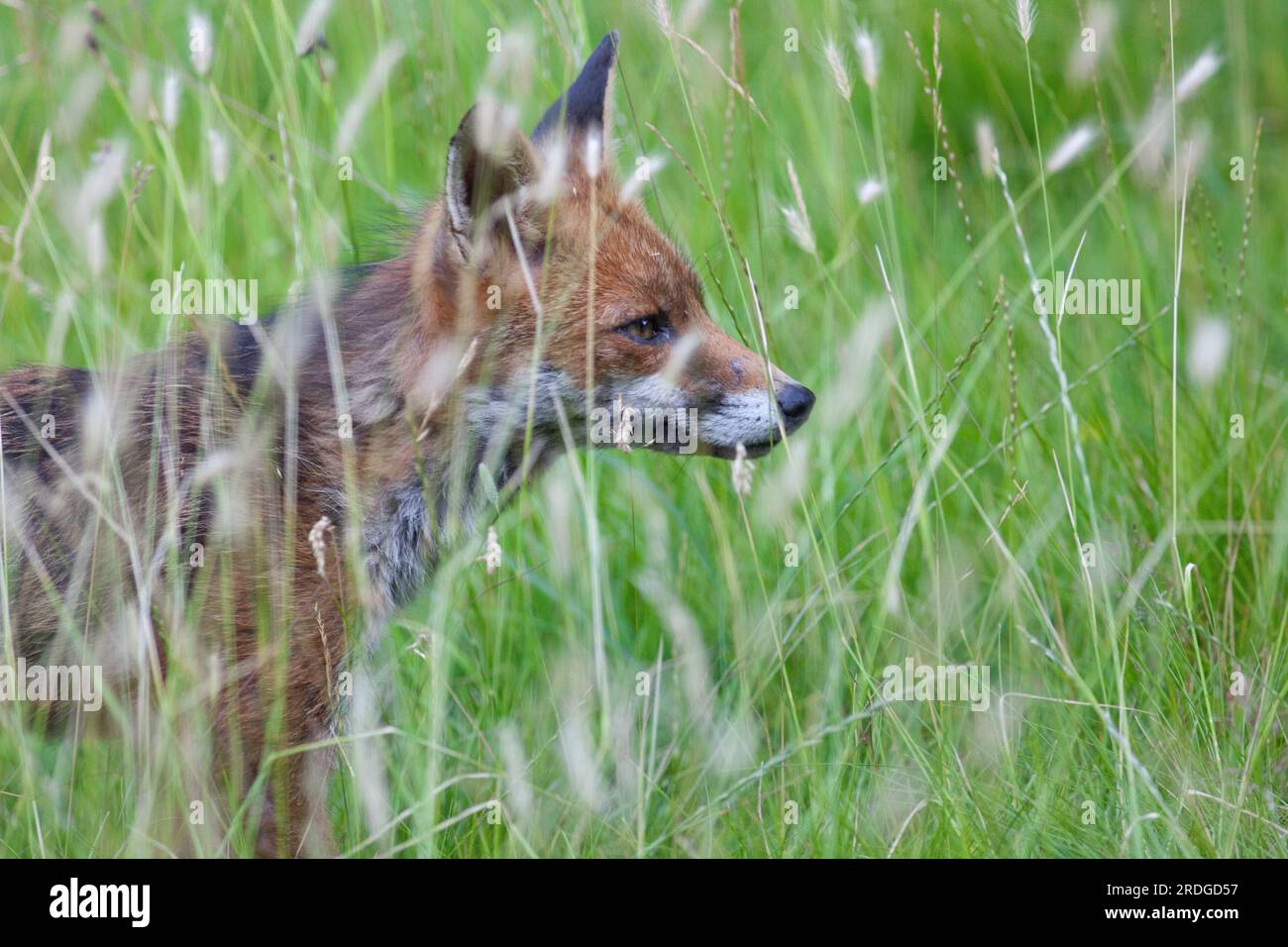 In a London garden where the lawn has been unmown for three months ...
