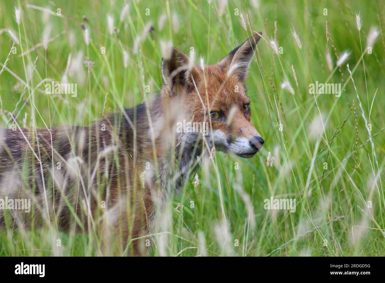 In a London garden where the lawn has been unmown for three months ...