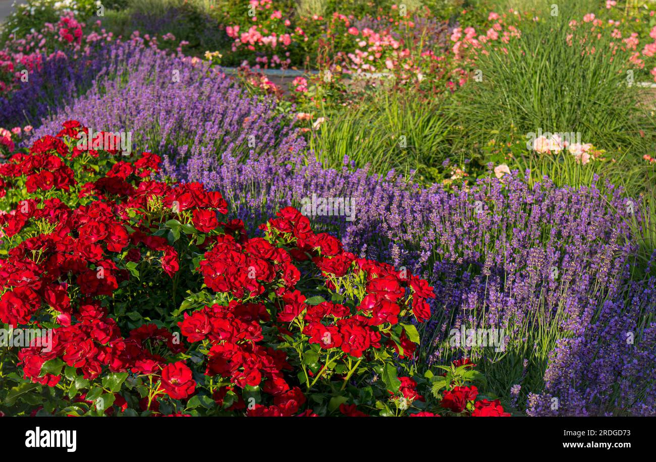 Lavender rose hi-res stock photography and images - Alamy