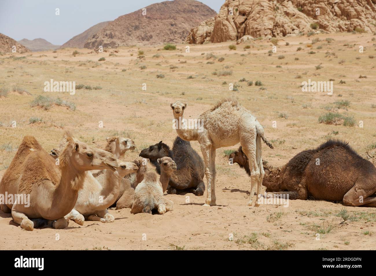 Group of Camels sitting down, Wadi Rum, Aquaba, Jordan Stock Photo - Alamy