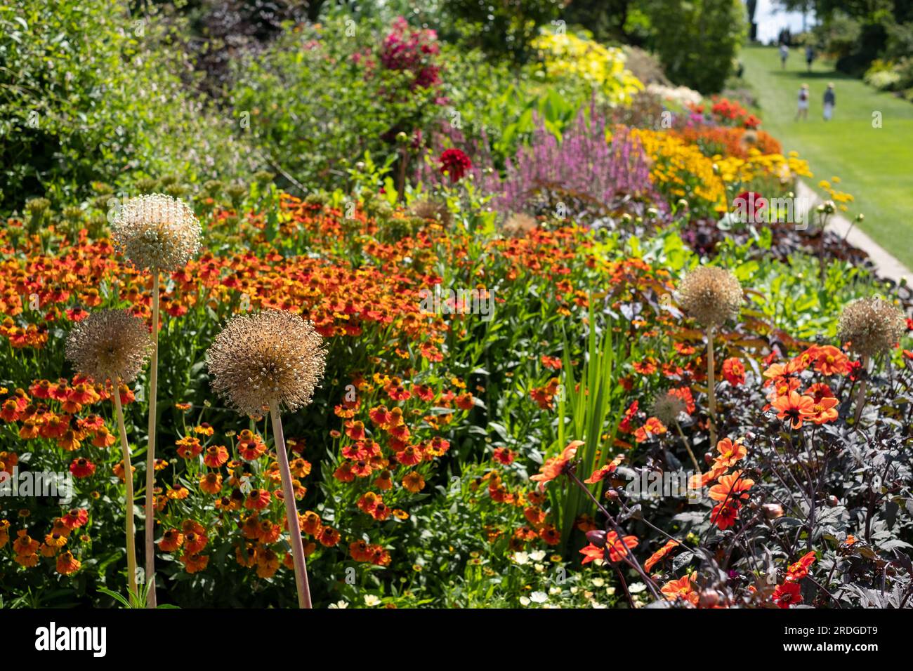 Dead, dried and decayed spring flowering Allium seed heads ...