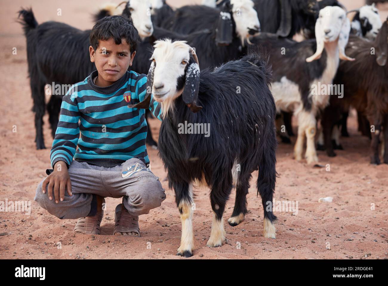 Bedouin boy with goats, Wadi Rum, Aquaba, Jordan Stock Photo - Alamy
