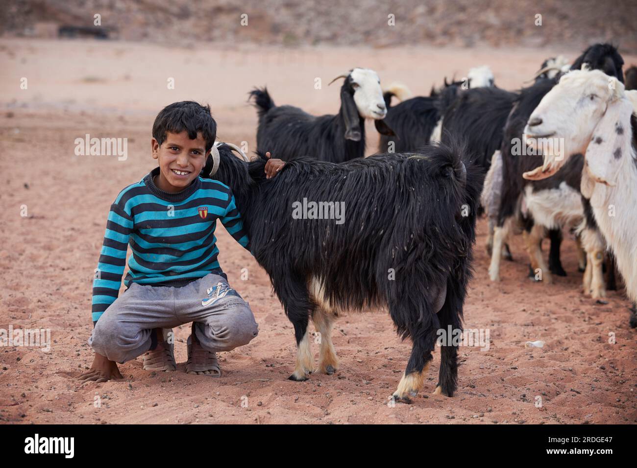 Bedouin boy with goats, Wadi Rum, Aquaba, Jordan Stock Photo - Alamy