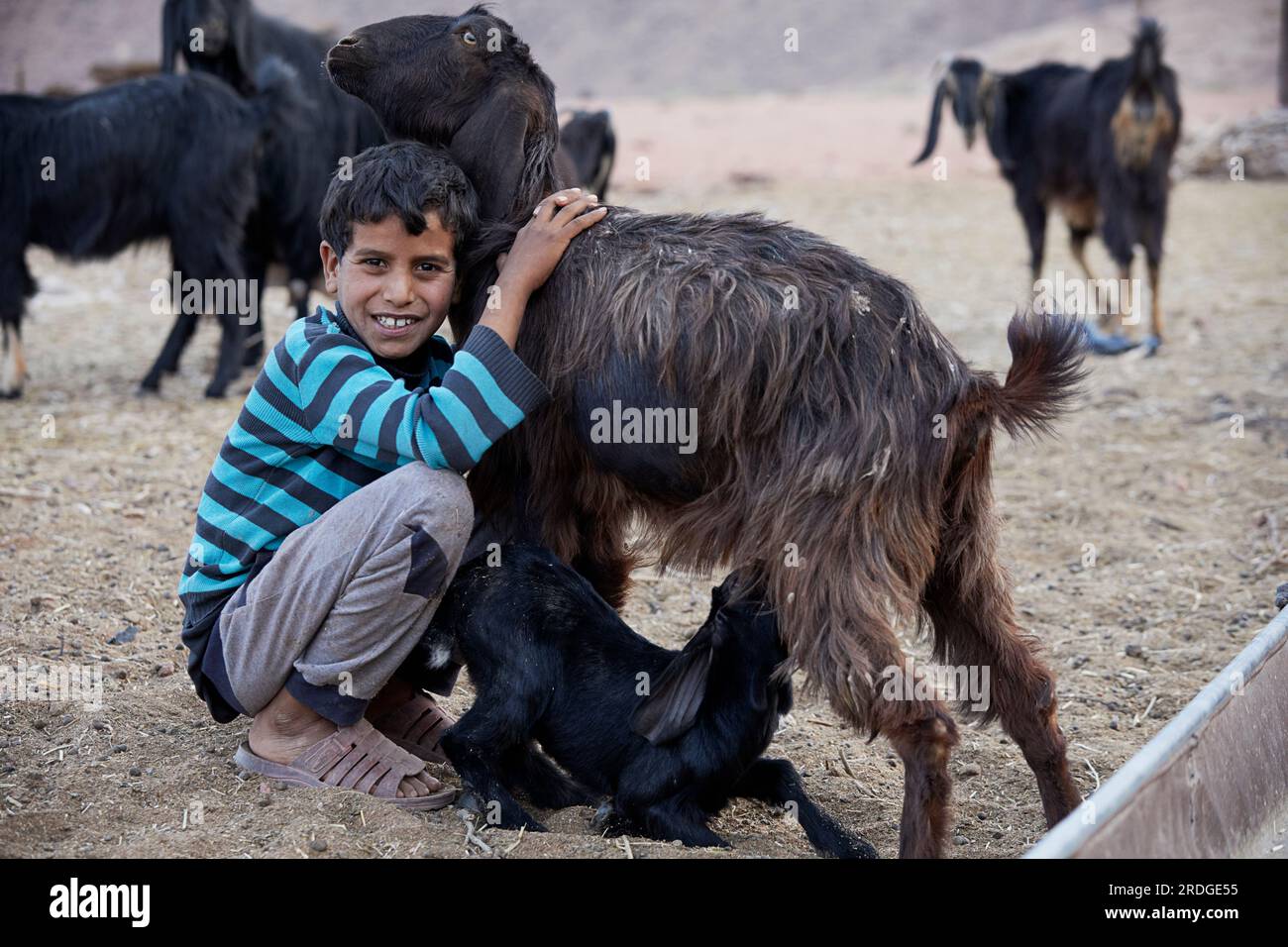 Bedouin boy with goats, Wadi Rum, Aquaba, Jordan Stock Photo - Alamy