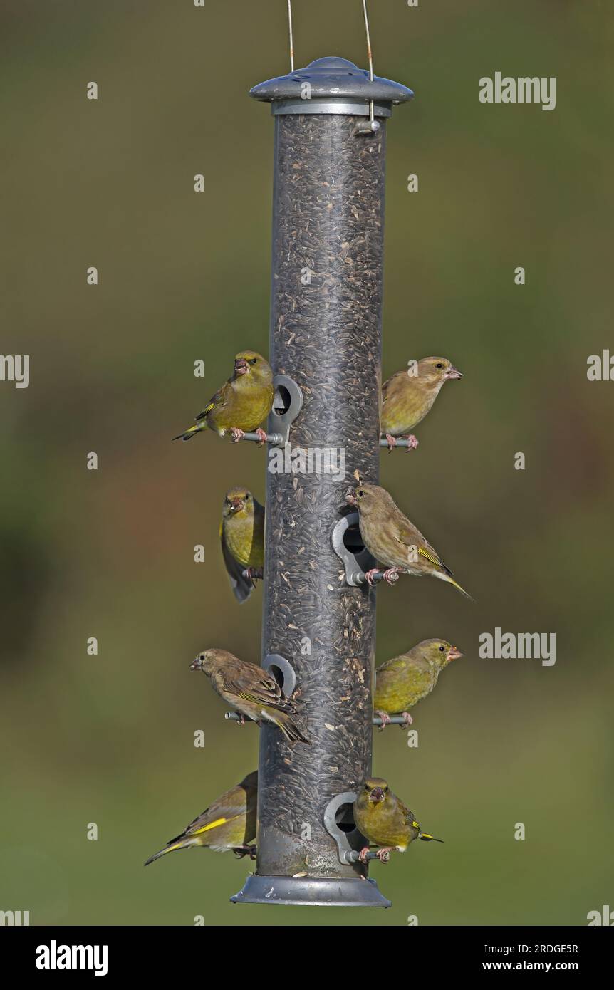 European Greenfinch (Carduelis chloris) flock at seed feeder Eccles-on ...