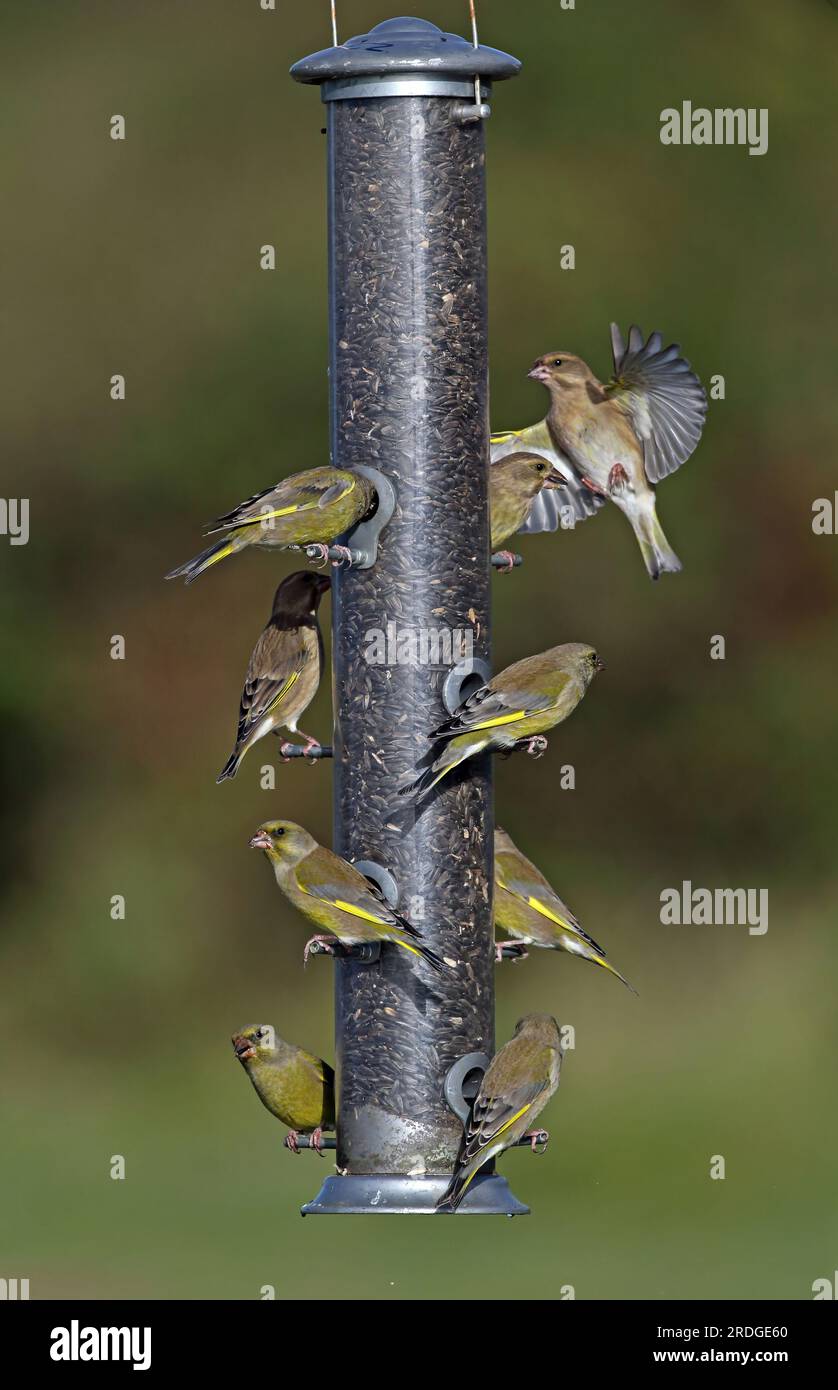 European Greenfinch (Carduelis chloris) flock at seed feeder Eccles-on ...