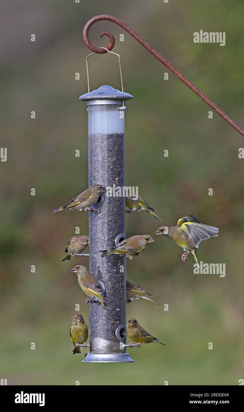 European Greenfinch (Carduelis chloris) flock at seed feeder with ...