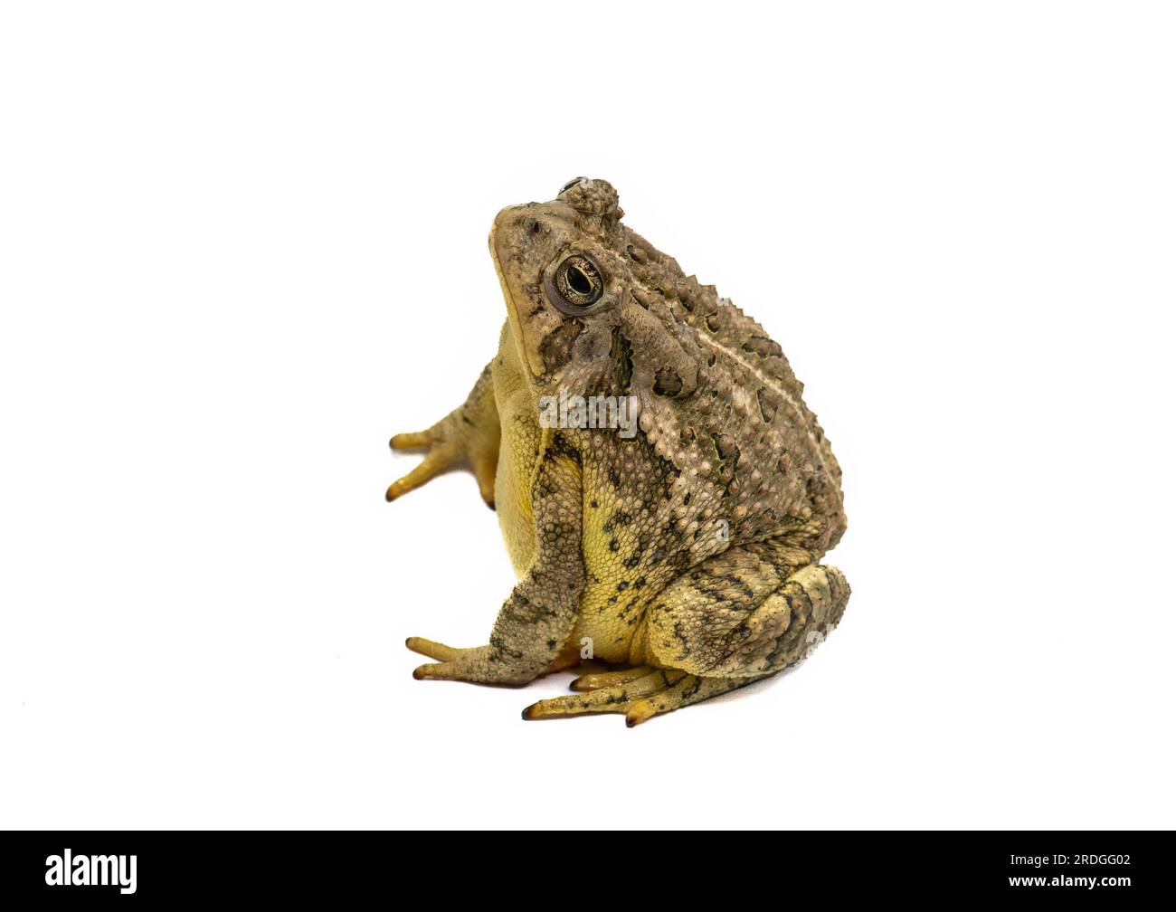 A large adult Woodhouse's Toad photographed against a white backdrop ...