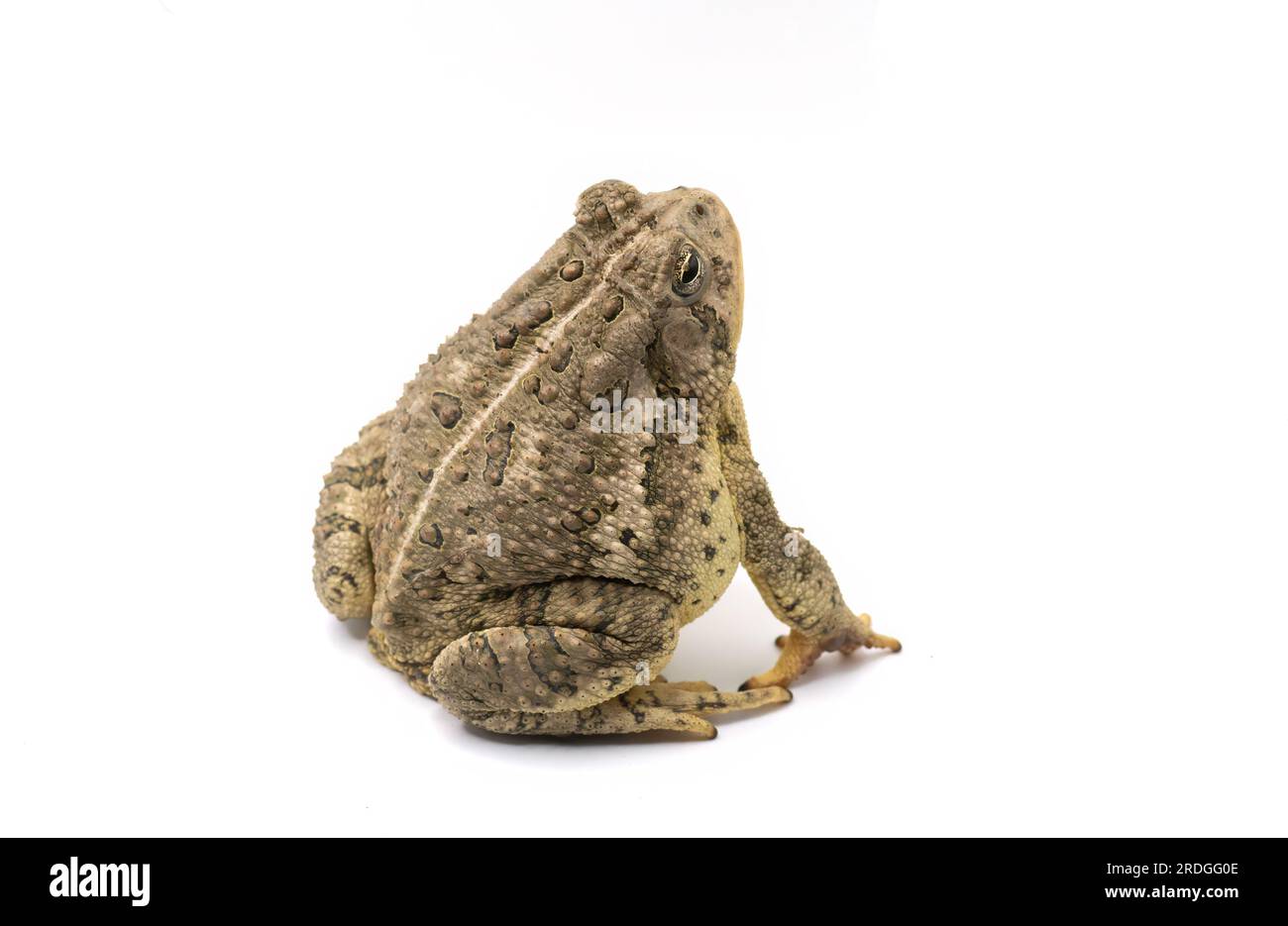Woodhouse's toad Cut Out Stock Images & Pictures - Alamy